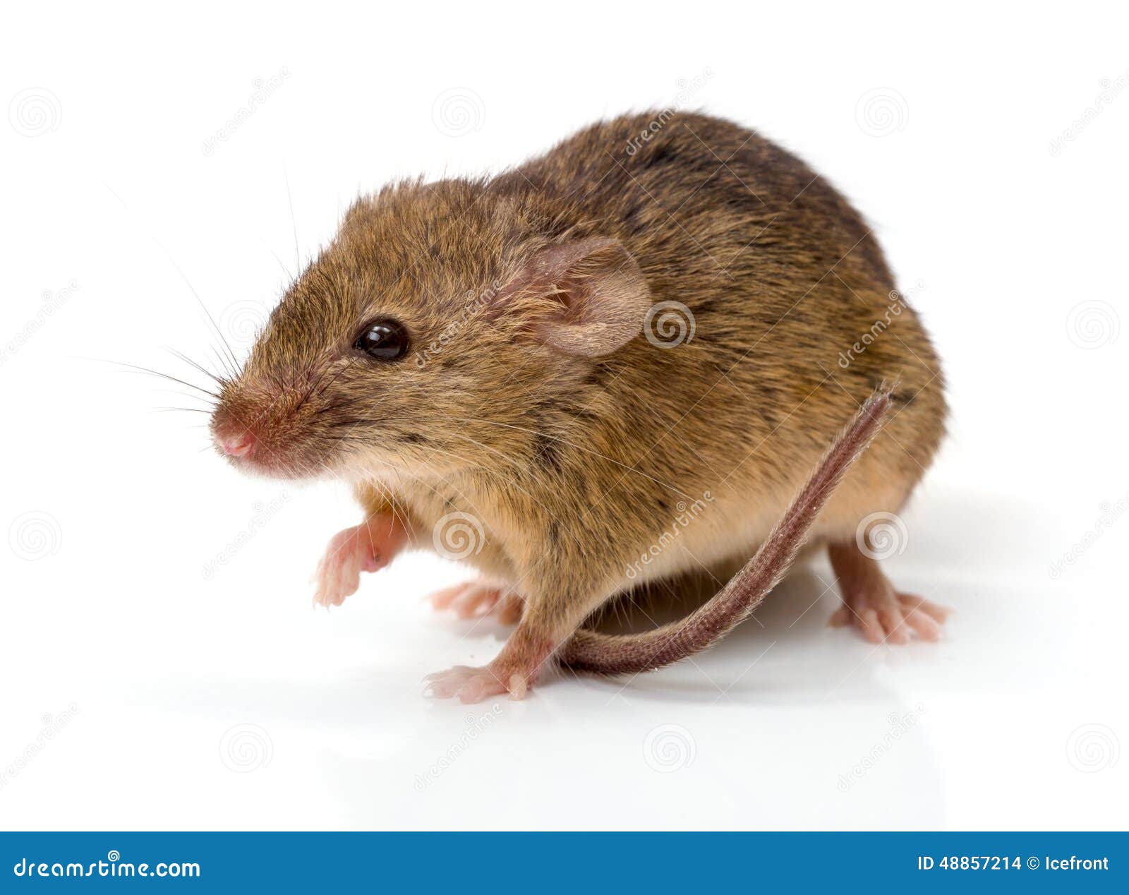 Domowej myszy mus musculus zdjęcie stock. Obraz złożonej z makro - 48857214