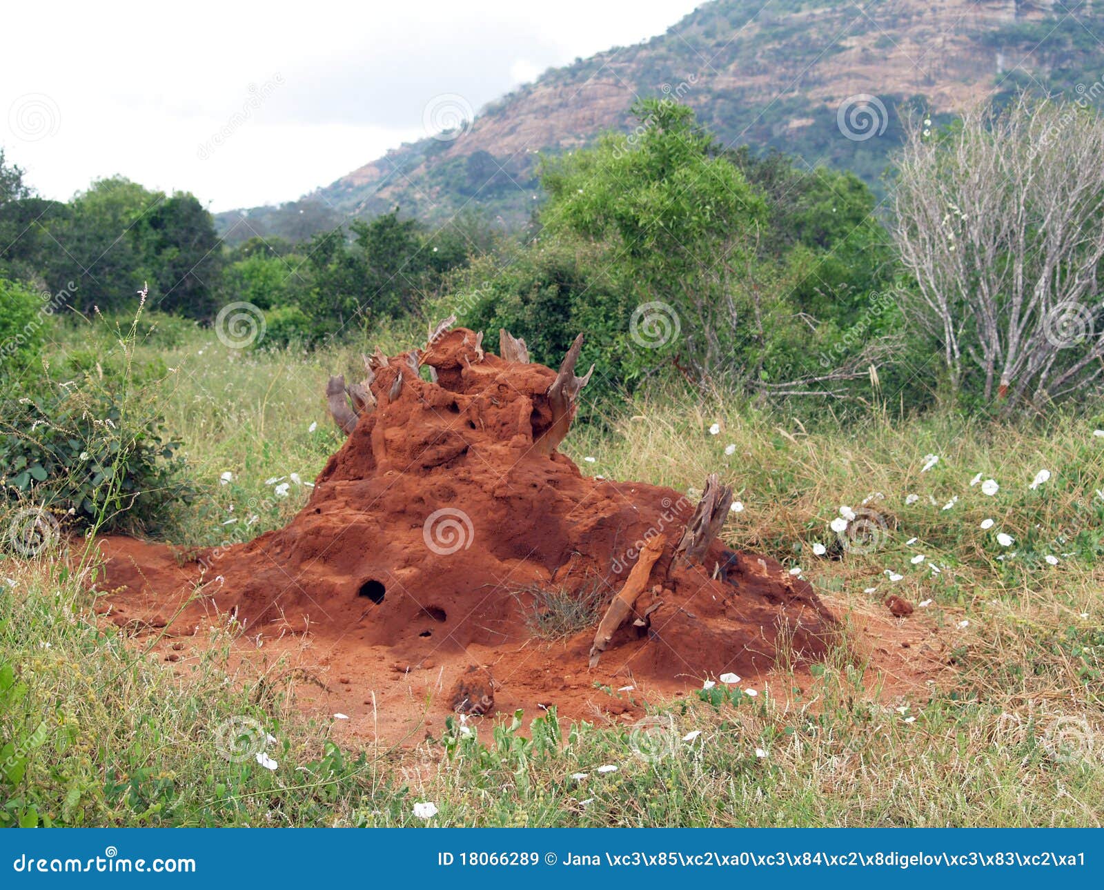 Domowy termit obraz stock. Obraz złożonej z natura, piasek - 18066289