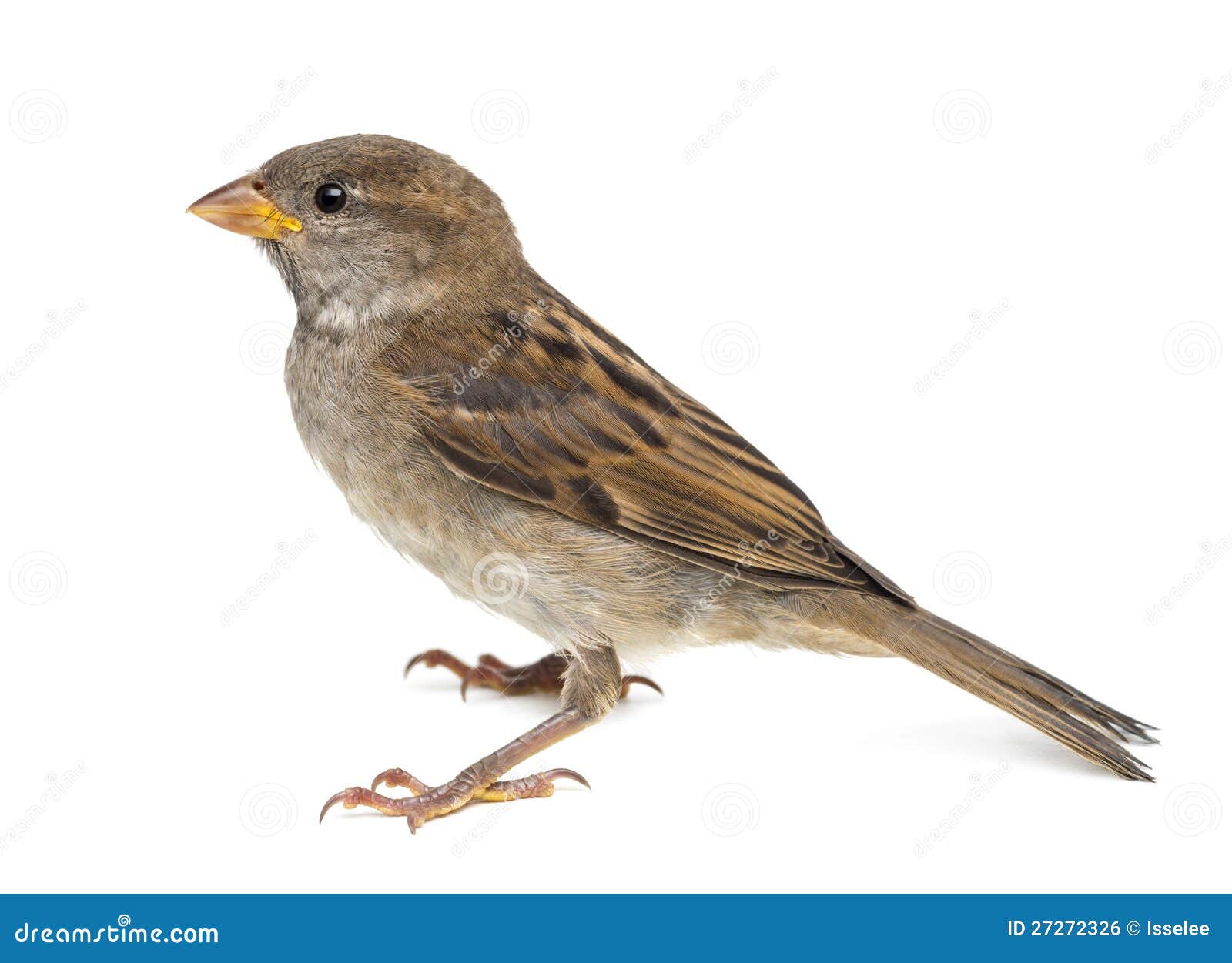 Domowy Wróbel zdjęcie stock. Obraz złożonej z widok, tło - 27272326