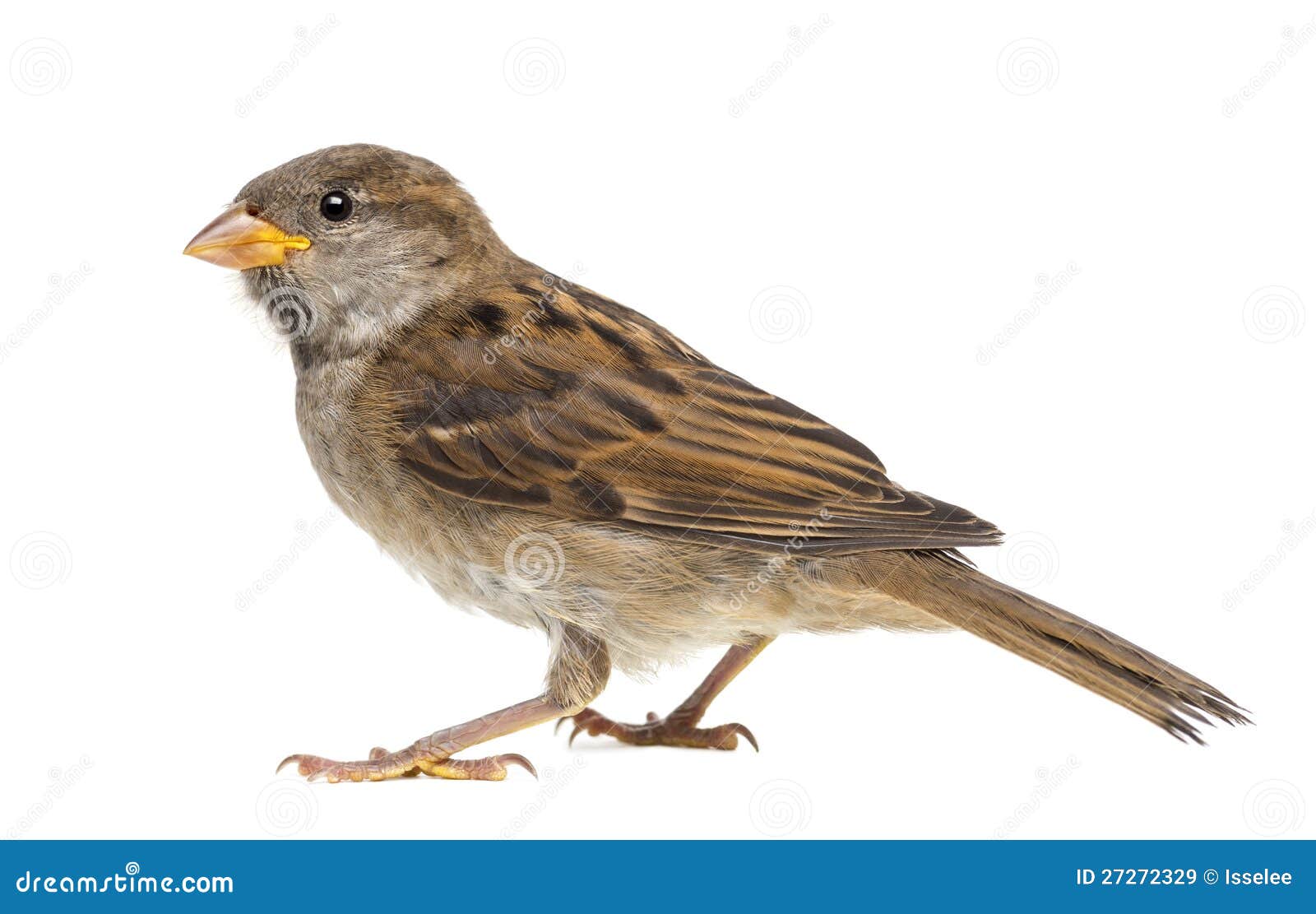 Domowy Wróbel obraz stock. Obraz złożonej z tło, samotnie - 27272329