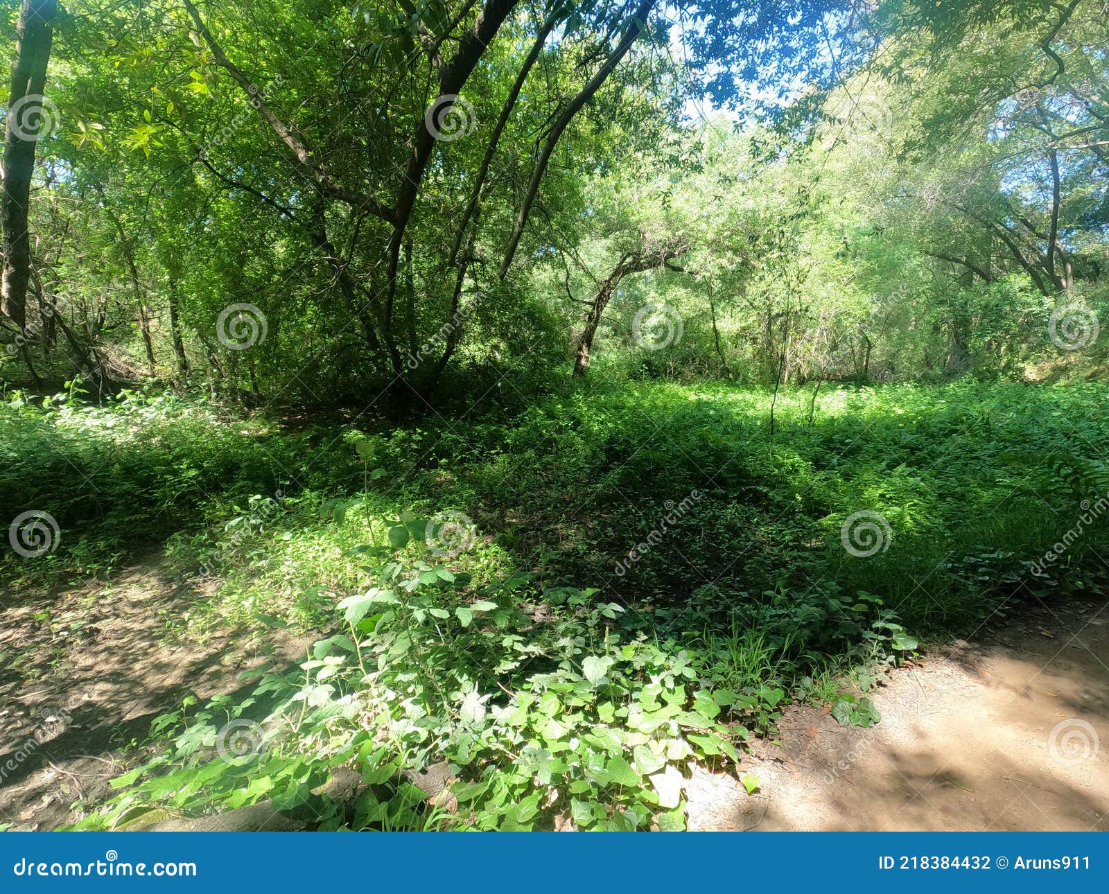 Don Castro Recreation area stock photo. Image of fish - 218384432