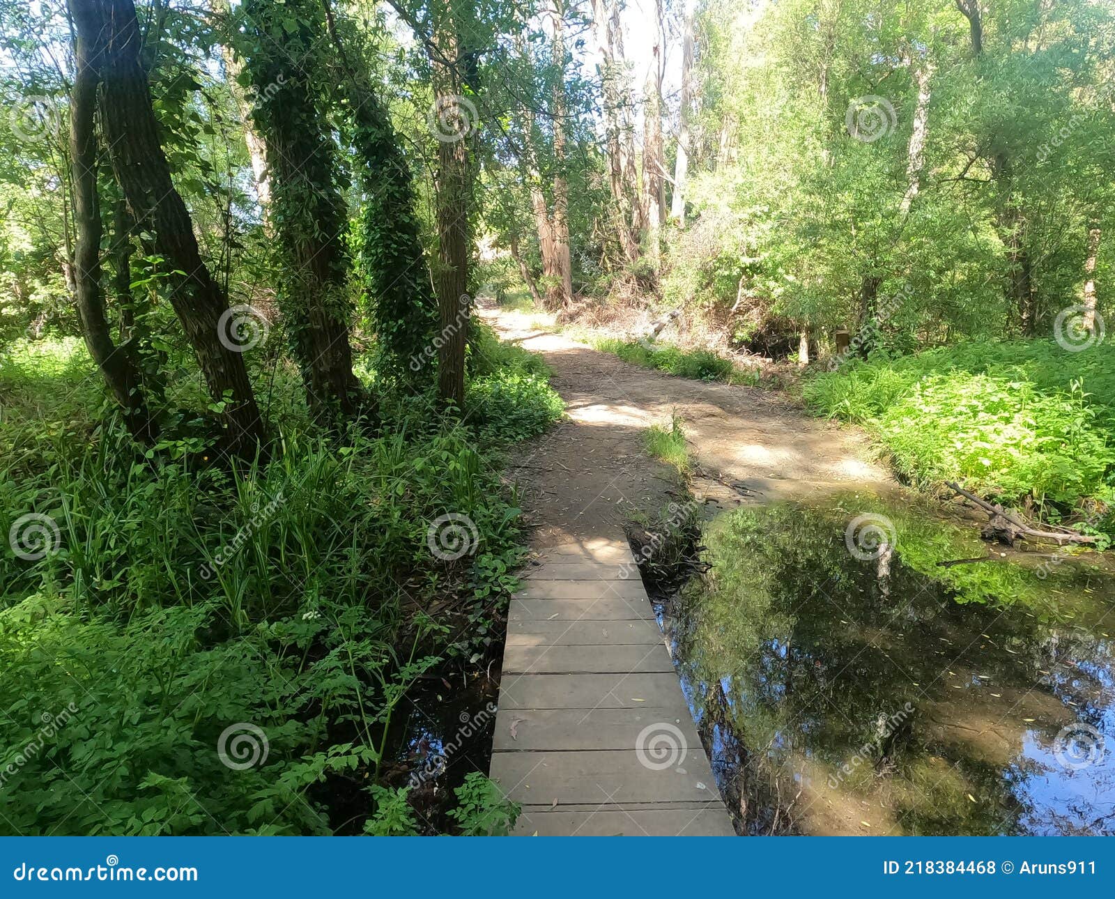 Don Castro Recreation area stock photo. Image of spring - 218384468