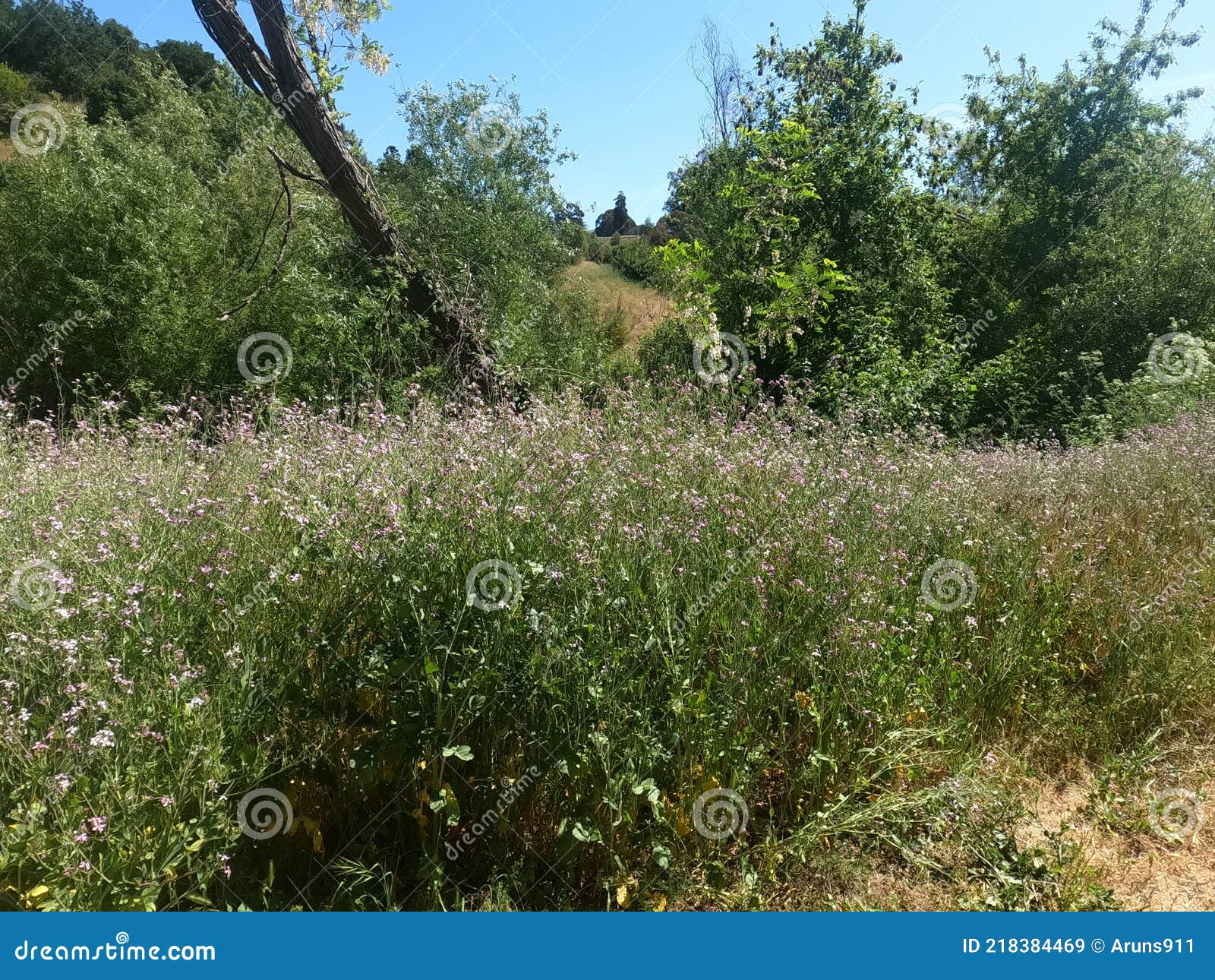 Don Castro Recreation area stock image. Image of water - 218384469
