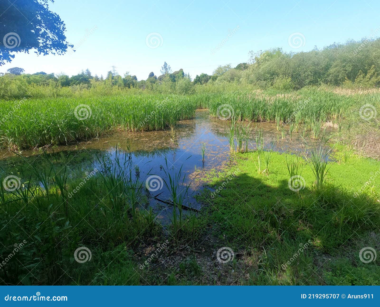 Don Castro Recreation area stock image. Image of spring - 219295707