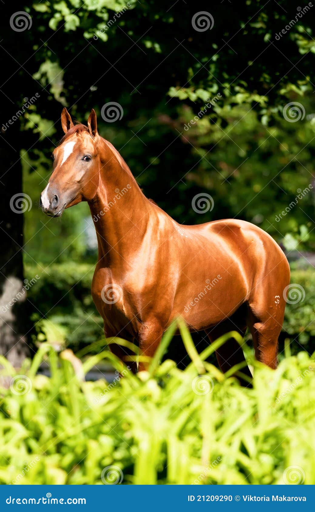 Don Red Horse Portrait in Summer Stock Photo - Image of forest, head ...