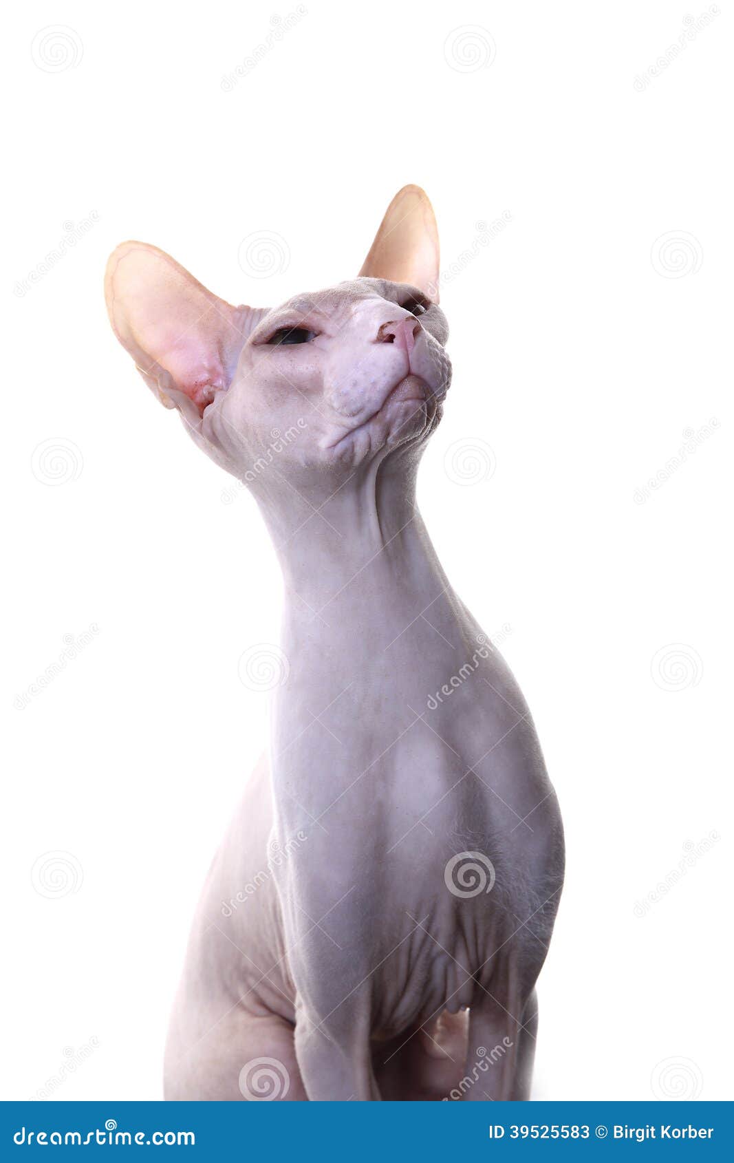 Don Sphynx Cat image stock. Image du câlin, allergique - 39525583