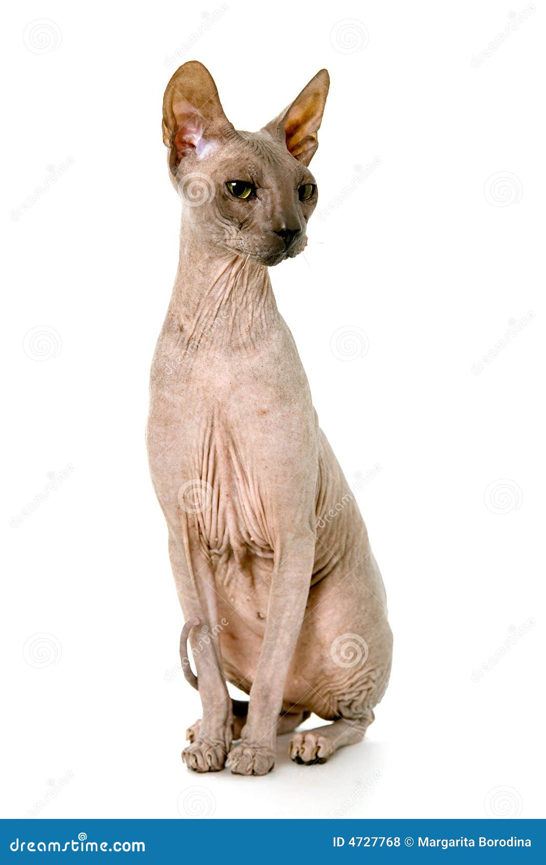 Don Sphynx on Isolated White Stock Photo - Image of meowing, animal ...