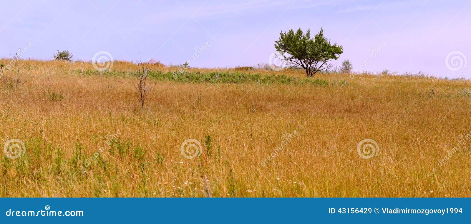 Don Steppe stock image. Image of bush, nature, summer - 43156429