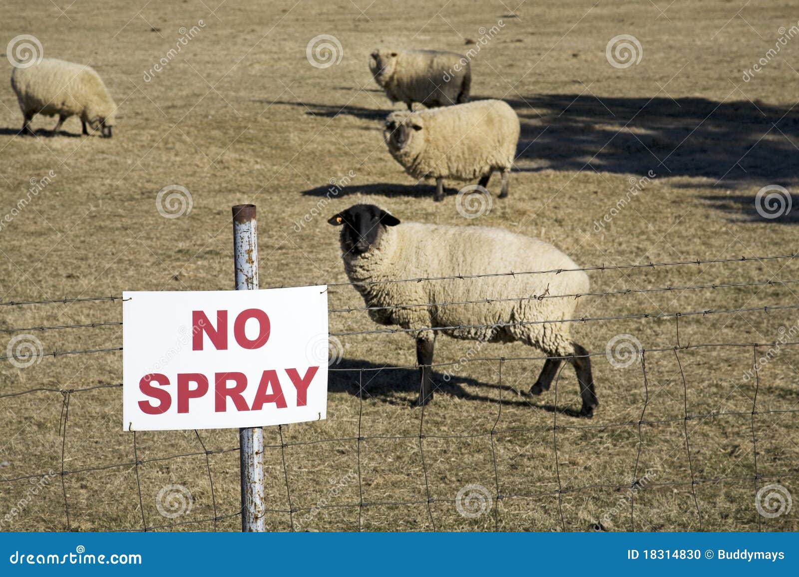 Don T Spray Sign with Sheep Stock Photo - Image of farming, insecticide ...
