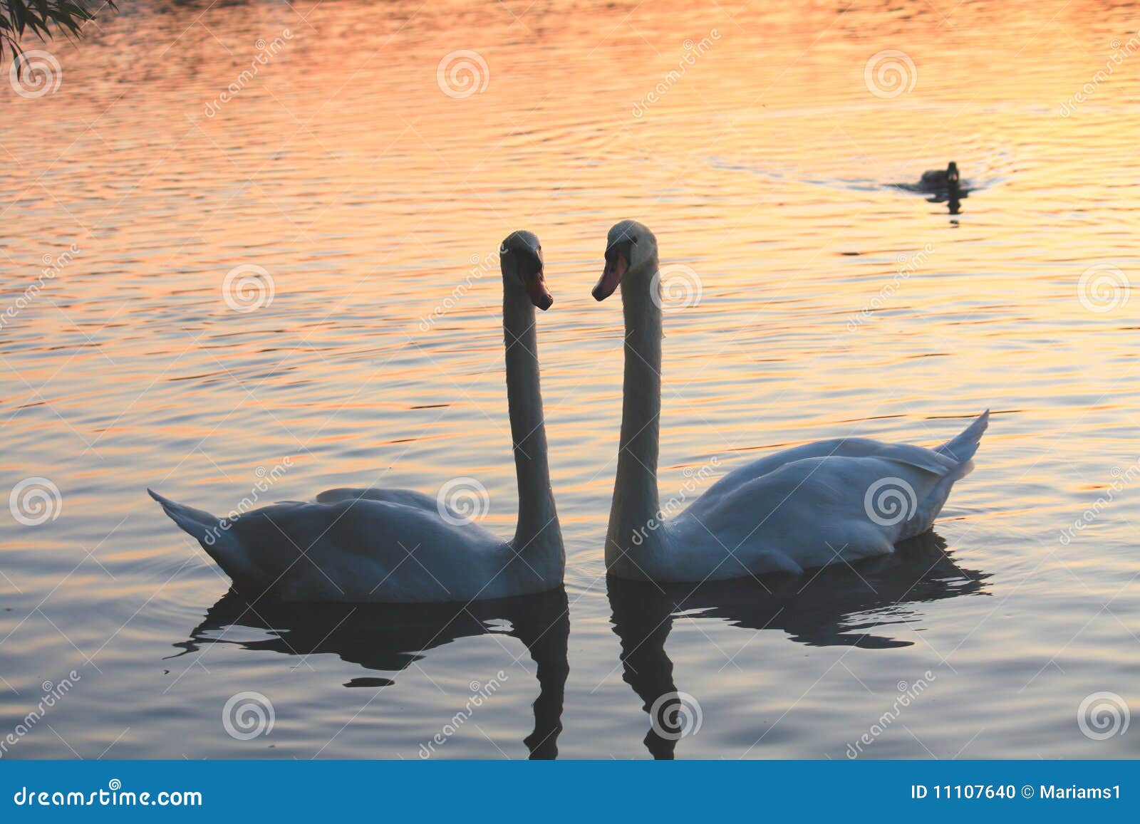 Don t spy! stock photo. Image of water, lake, sunset - 11107640