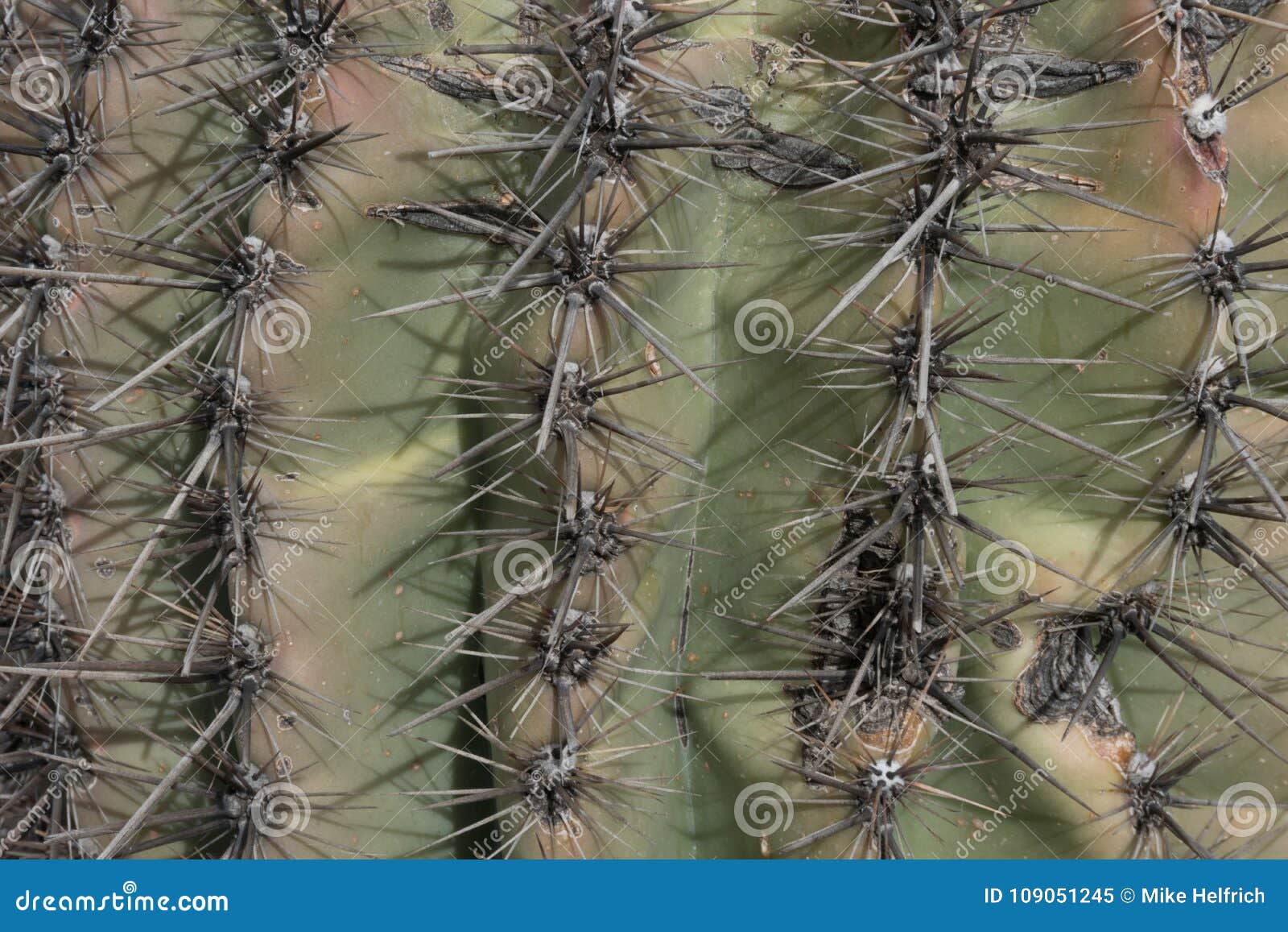 Don`t Touch the Cactus it`s Sharp. Stock Image - Image of plants ...
