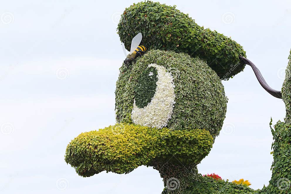 Donald Duck Topiary photo stock éditorial. Image du disney - 39995858