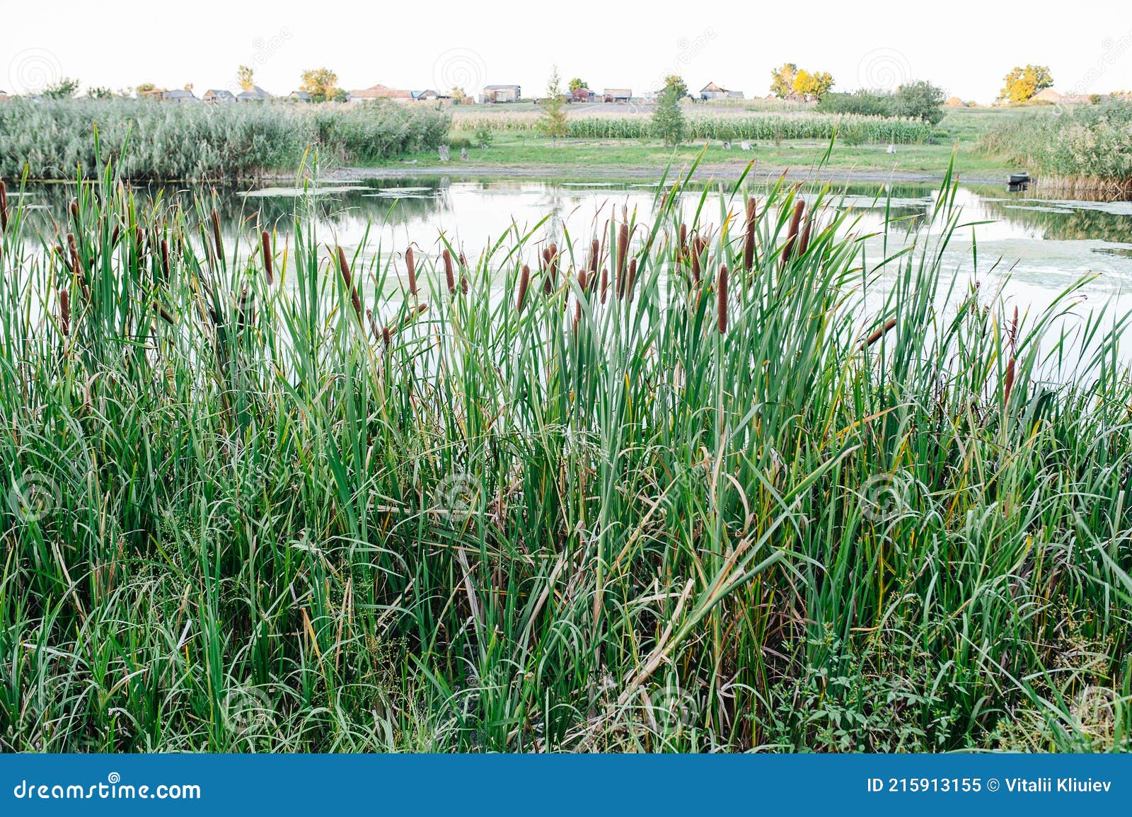Donbass. Luhansk region stock image. Image of grass - 215913155