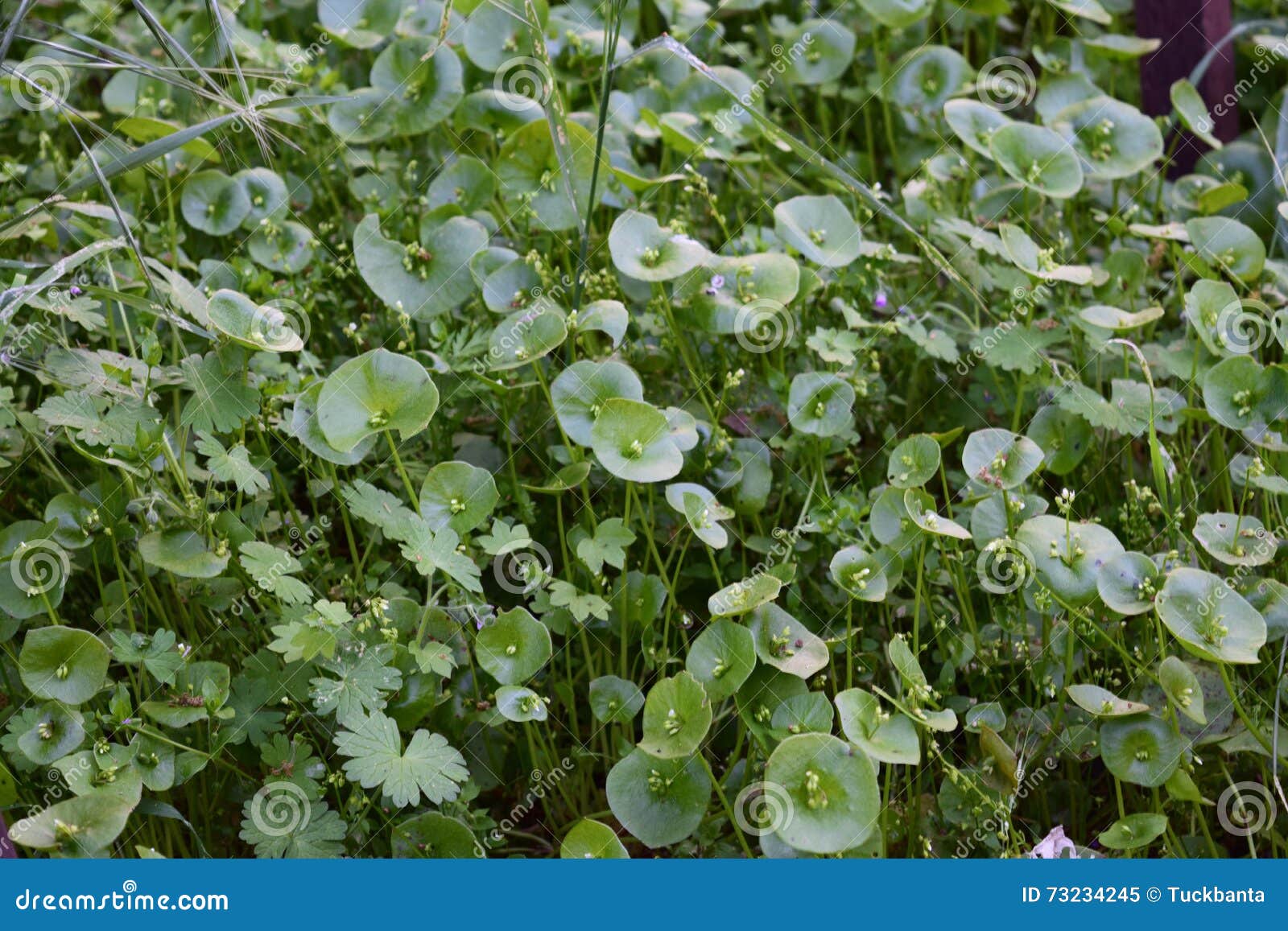 Donde Las Cosas Verdes Crecen Imagen de archivo - Imagen de colina ...