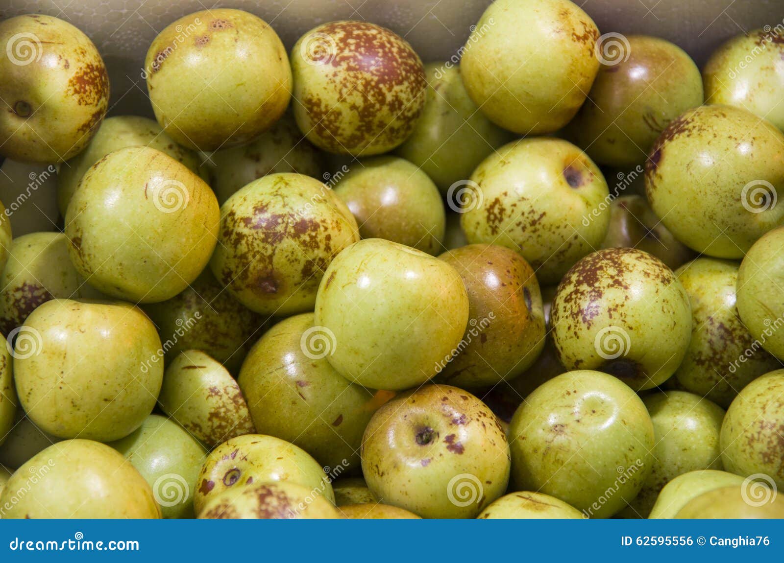 Dongzao, fresh jujube stock photo. Image of jujube, fresh - 62595556