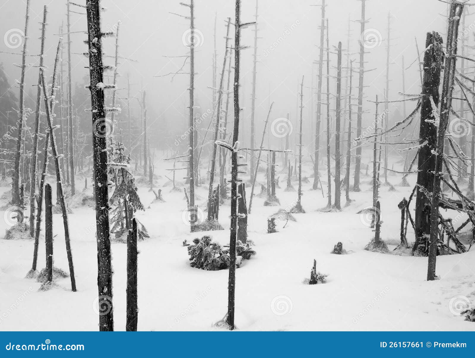 Donker Bos in Het Landschap Van De Winter (zwart & Wit) Stock ...