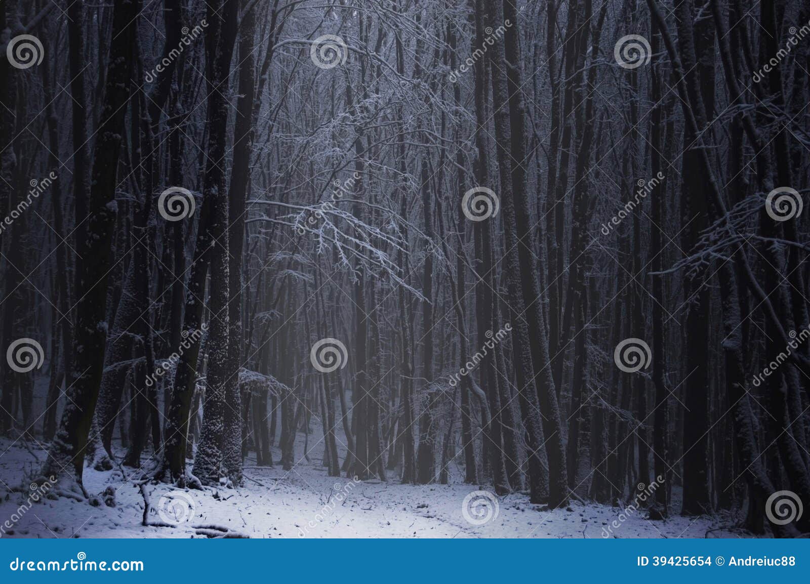 Donker Bos Met Sneeuw in De Winter Stock Foto - Image of ontspanning ...