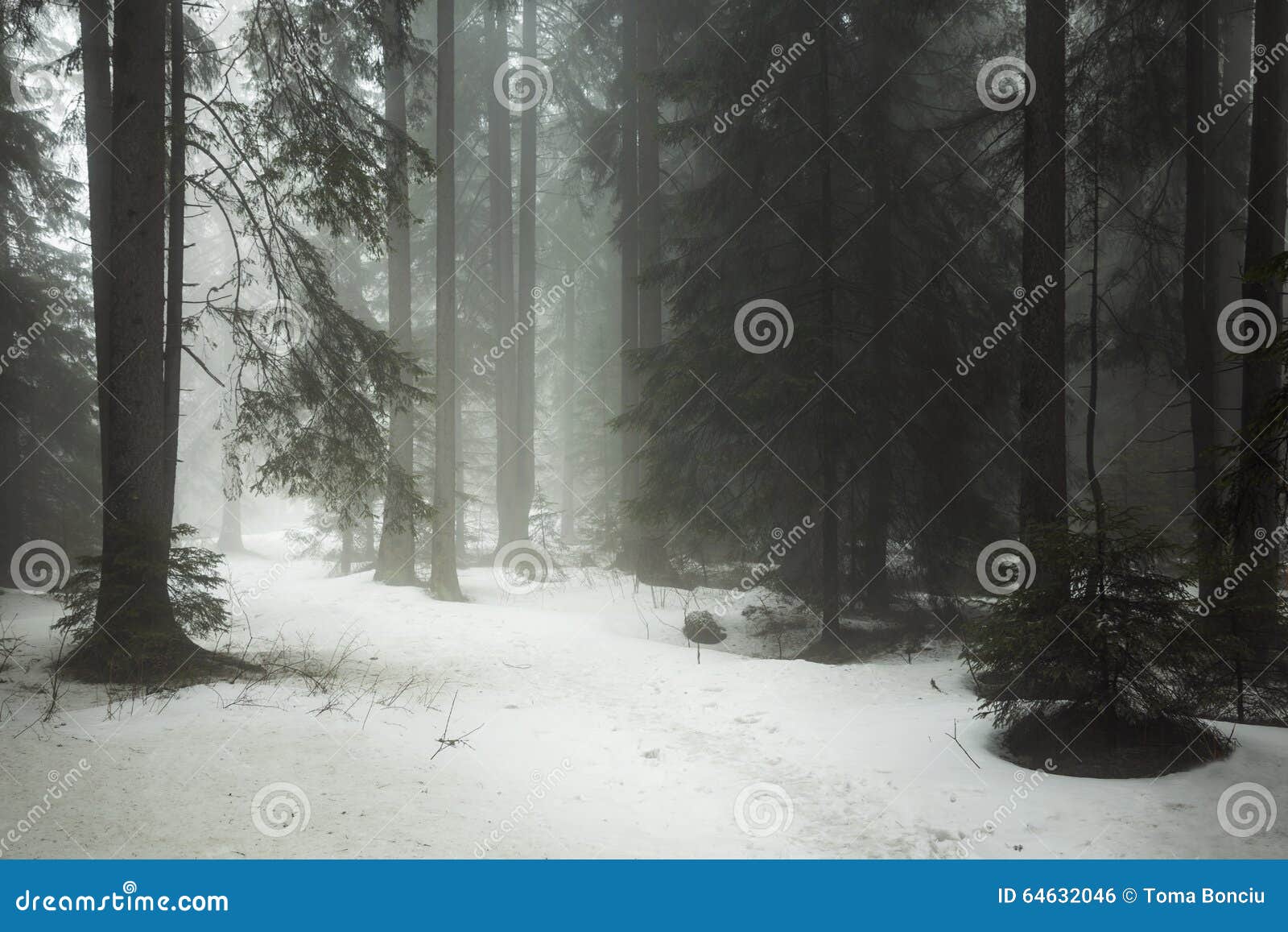 Donker Bos Met Sneeuw in De Winter Stock Foto - Image of textuur, koude ...