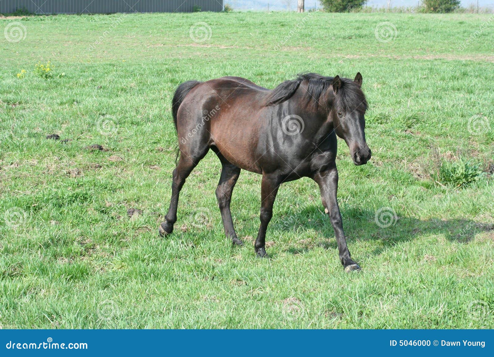 Donker Bruin Paard in Weiland Stock Foto - Image of paarden, paard: 5046000
