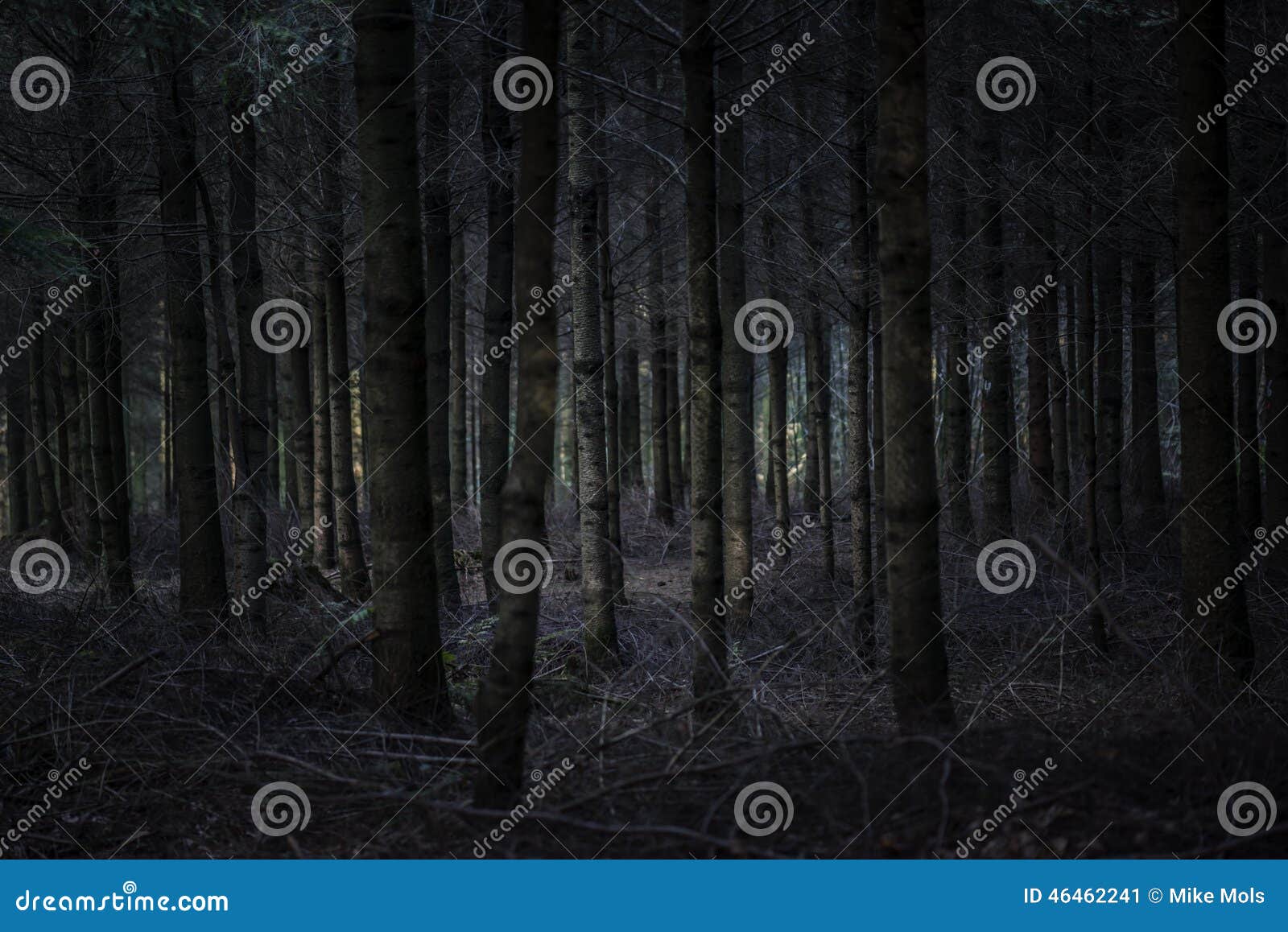 Donker en eng bos stock afbeelding. Image of boomstammen - 46462241