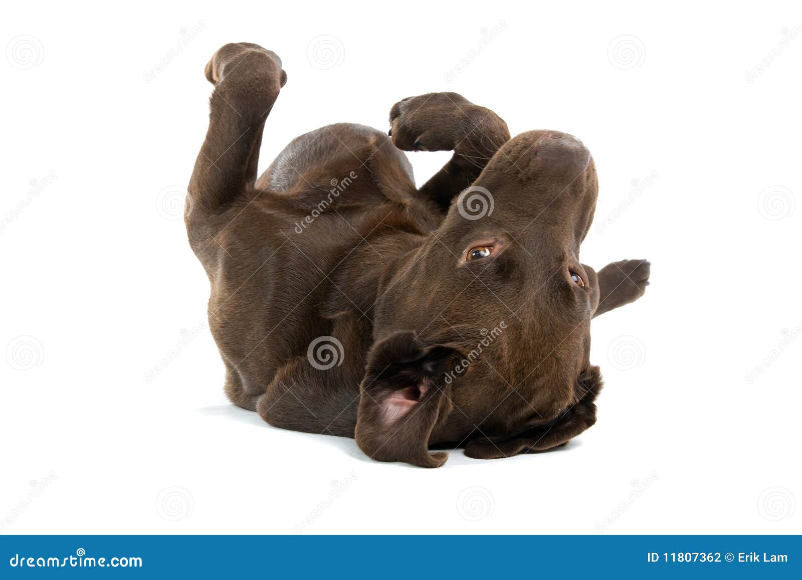Donkere bruine hond op rug stock foto. Image of vriendschappelijk ...