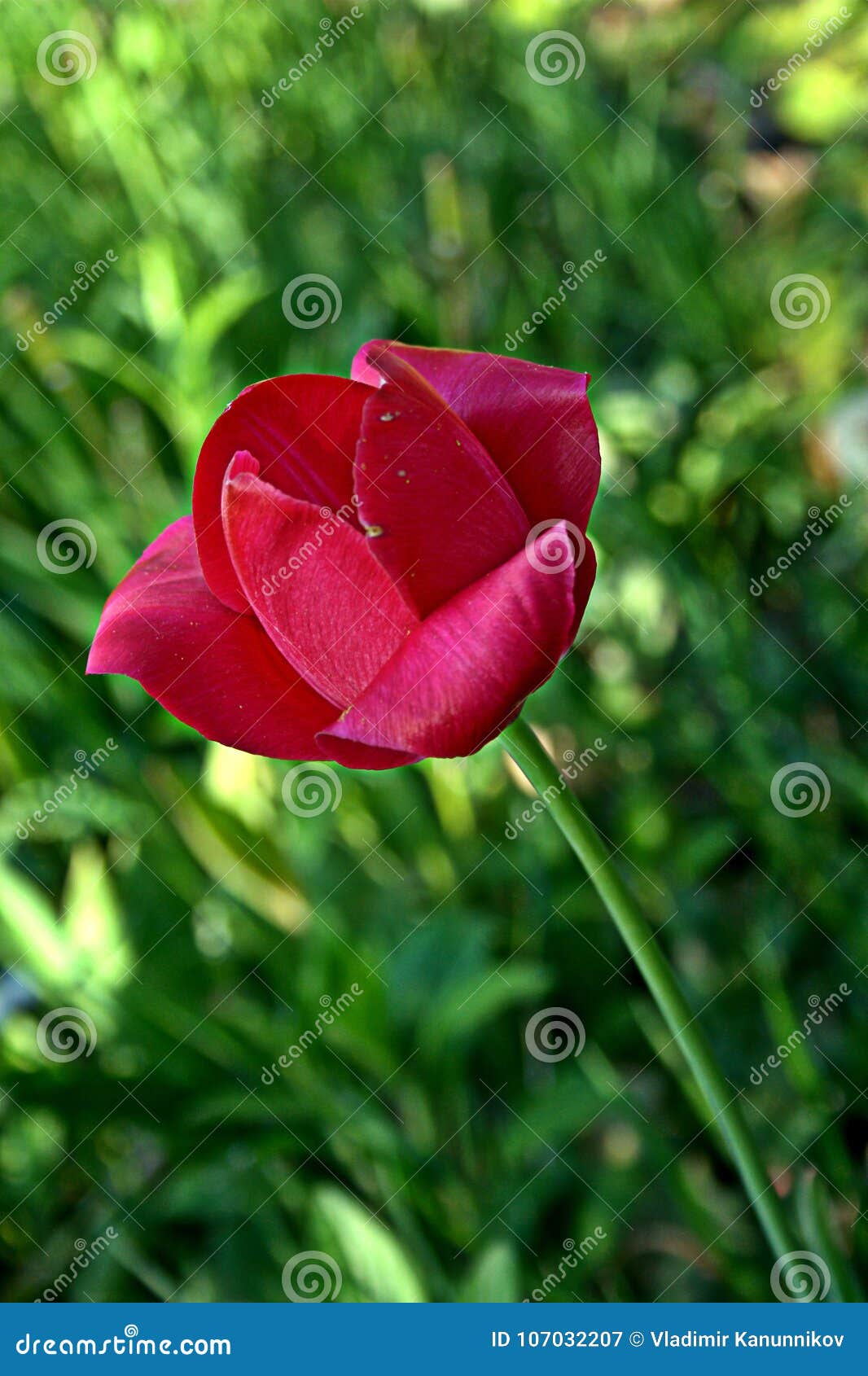 Donkere Roze Tulp stock afbeelding. Image of bloem, roze - 107032207