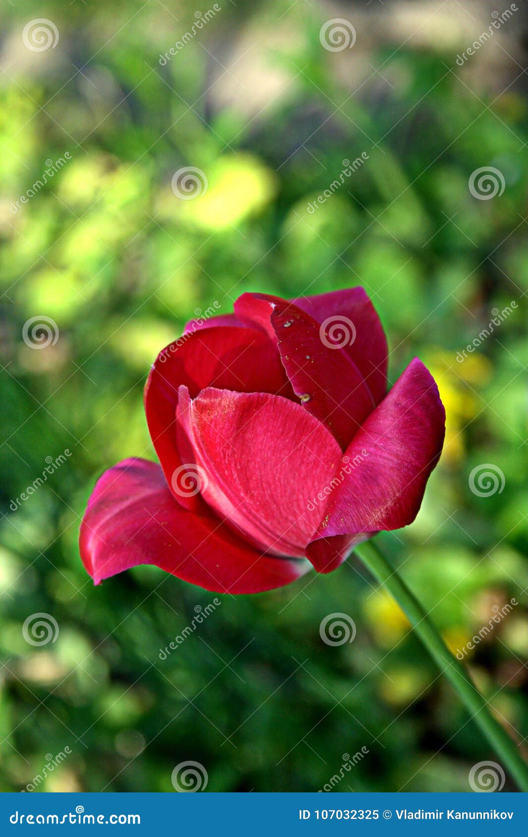 Donkere Roze Tulp stock afbeelding. Image of schoonheid - 107032325