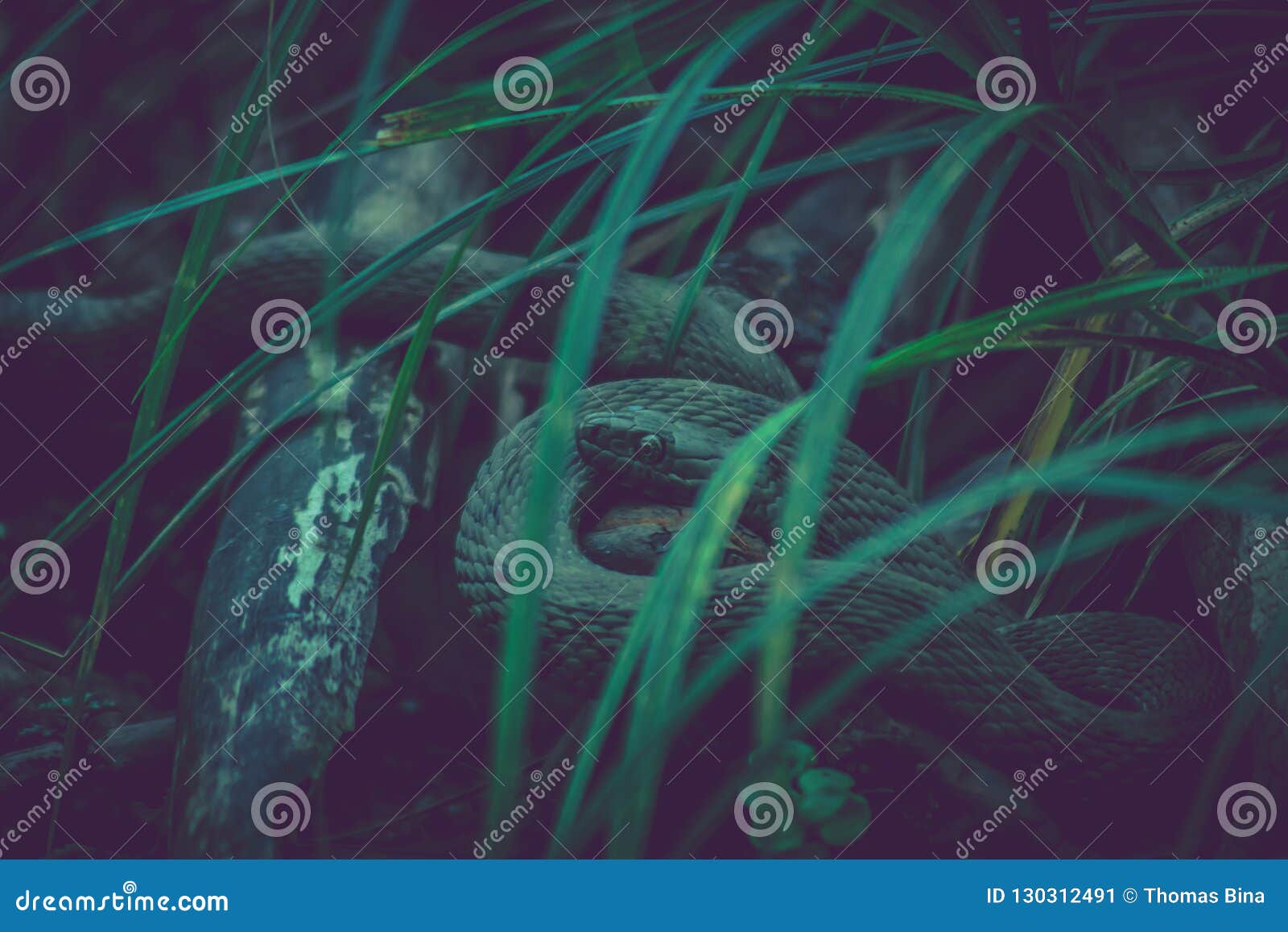 Donkere slang in het gras stock afbeelding. Image of nave - 130312491