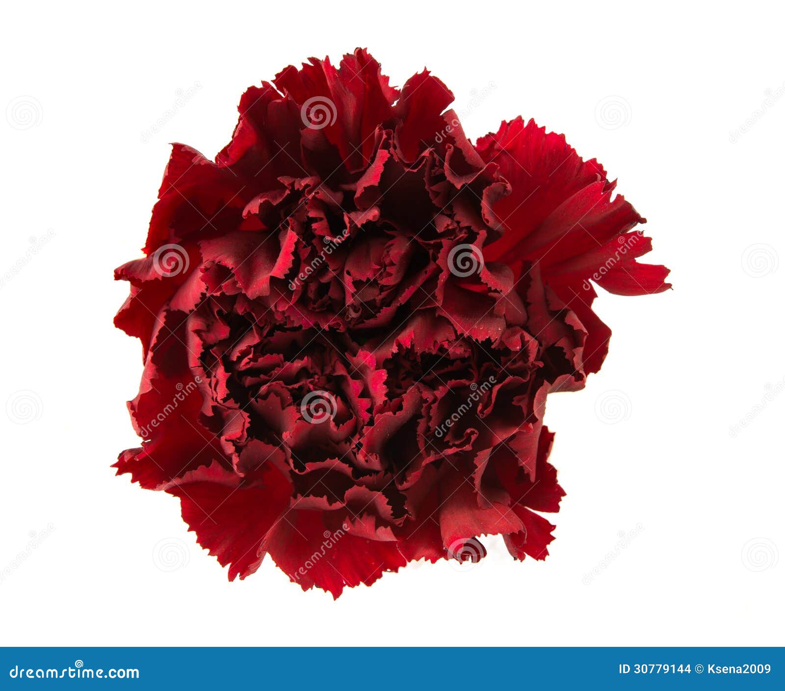 Donkerrode anjer stock foto. Image of versheid, nave - 30779144