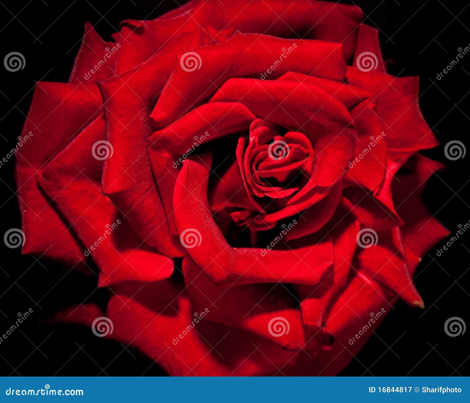 Donkerrood nam bloem toe stock afbeelding. Image of macro - 16844817 Donkerrood nam bloem toe stock afbeelding. Image of macro - 16844817