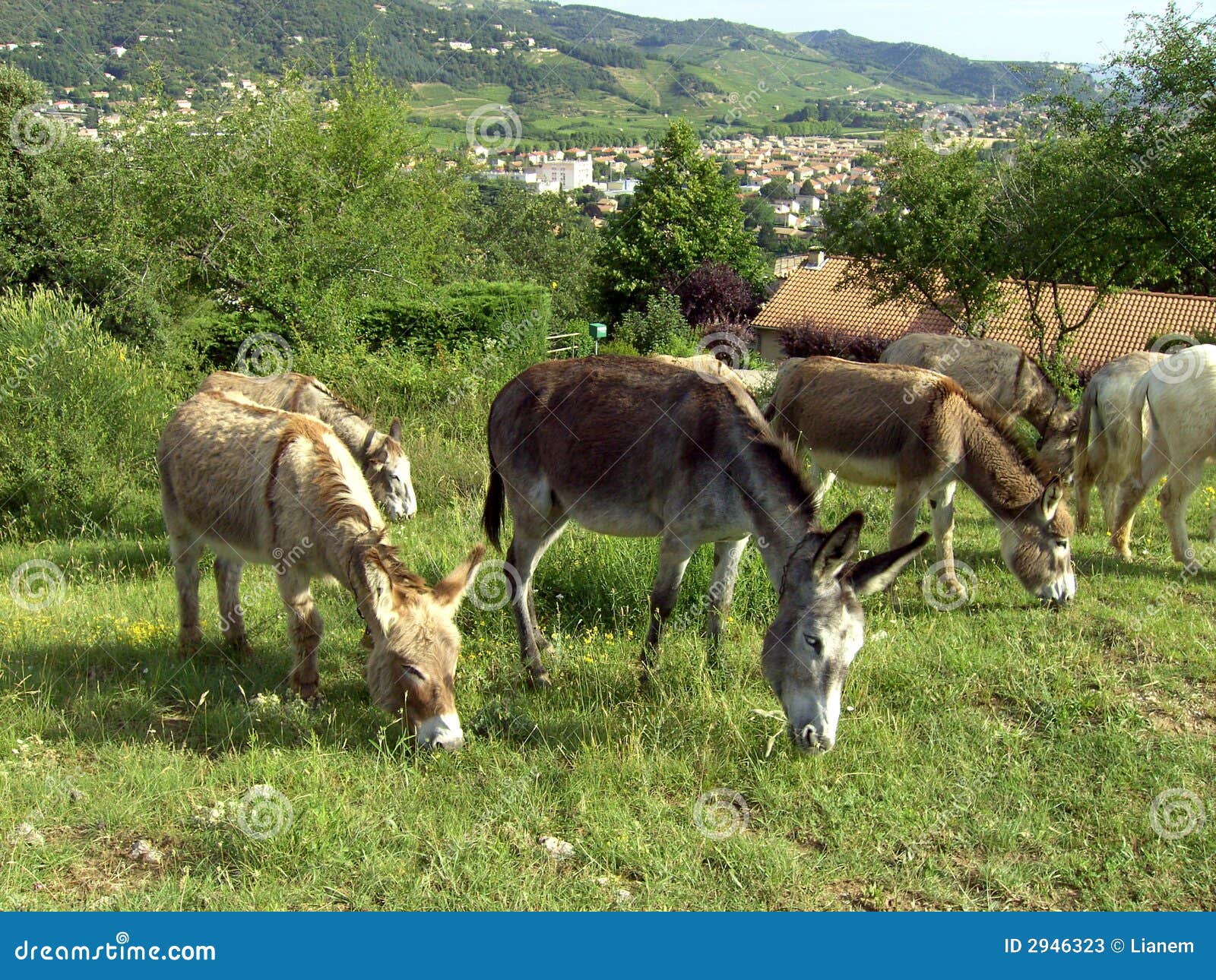 Donkey 05 Royalty-Free Stock Photography | CartoonDealer.com #2946323