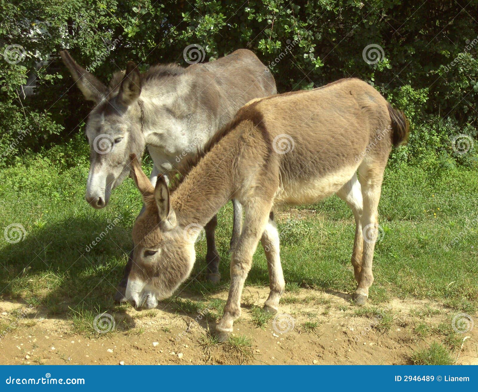 Donkey 10 stock image. Image of outdoor, restive, peaceful - 2946489