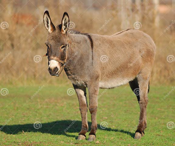 Donkey stock image. Image of rural, pasture, farm, wildlife - 10025883