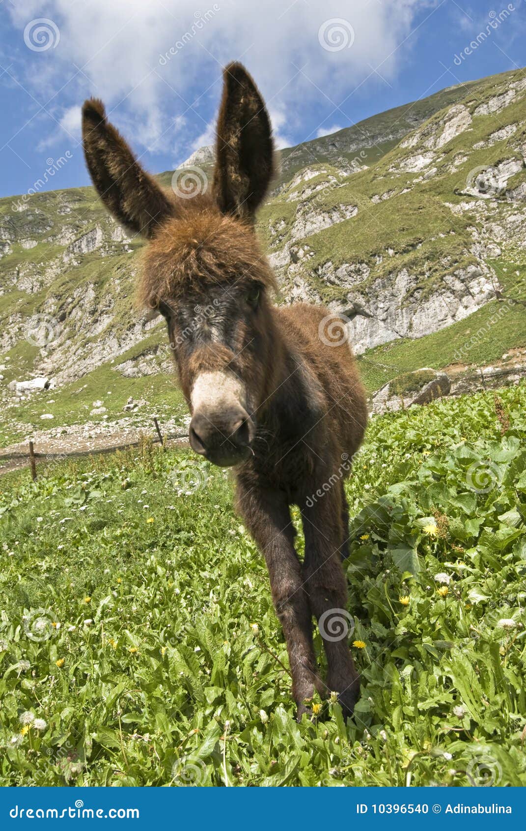 Donkey stock photo. Image of relaxing, eyes, grass, head - 10396540