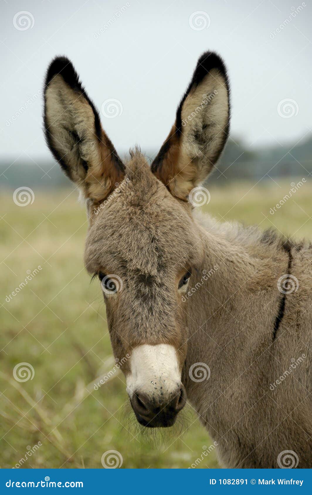 Donkey stock image. Image of barnyard, animal, donkey - 1082891