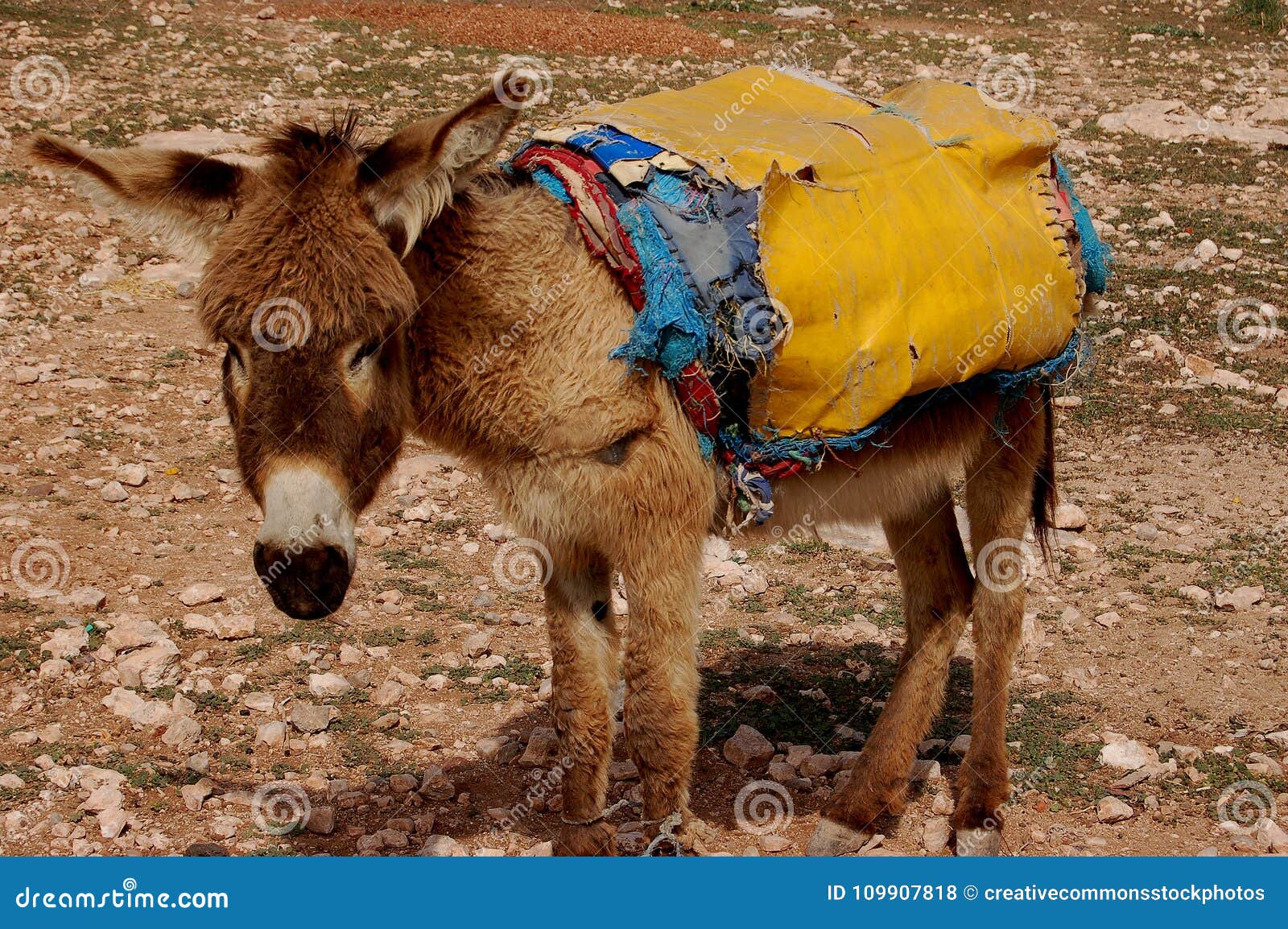 Donkey Picture. Image: 109907818