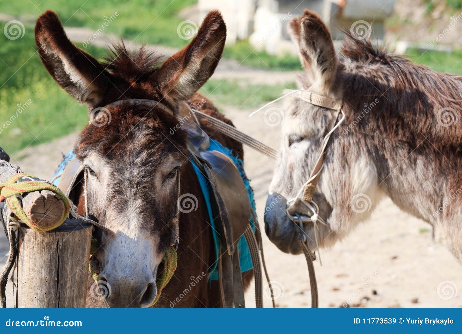 Donkey stock image. Image of rural, outdoor, country - 11773539