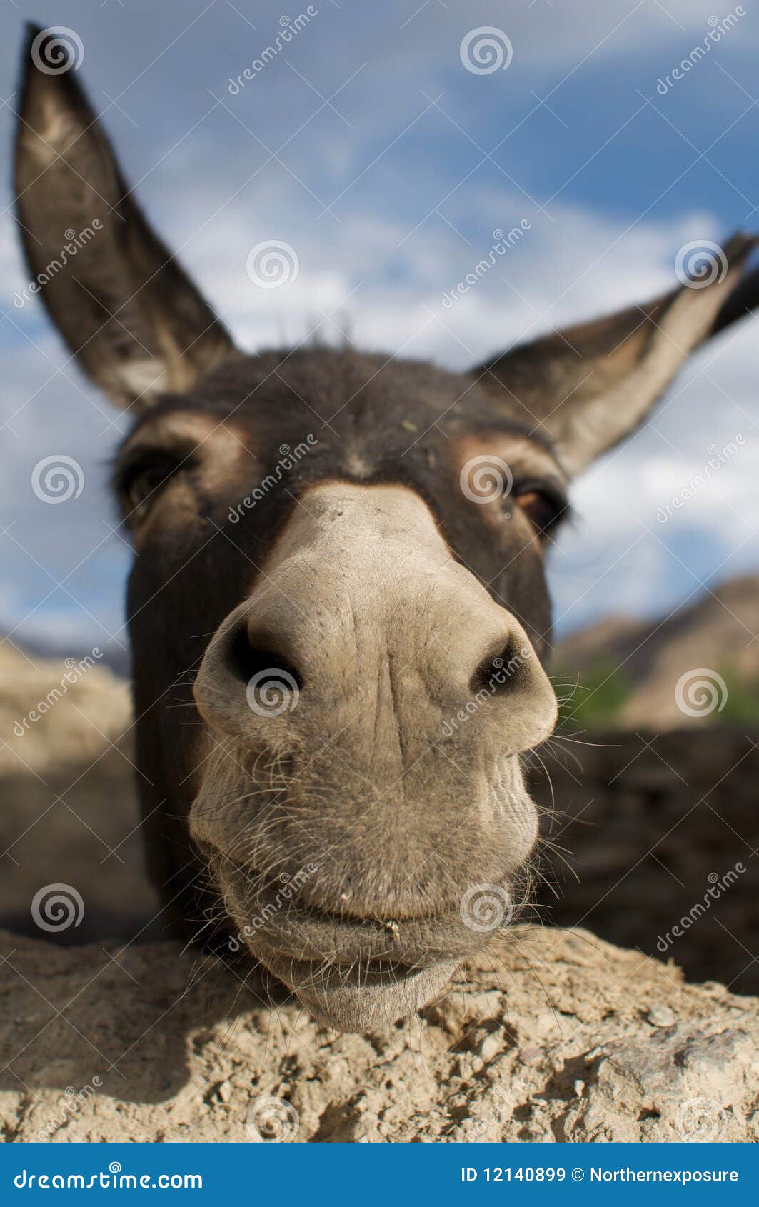 Donkey stock image. Image of nostrils, humorous, smile - 12140899