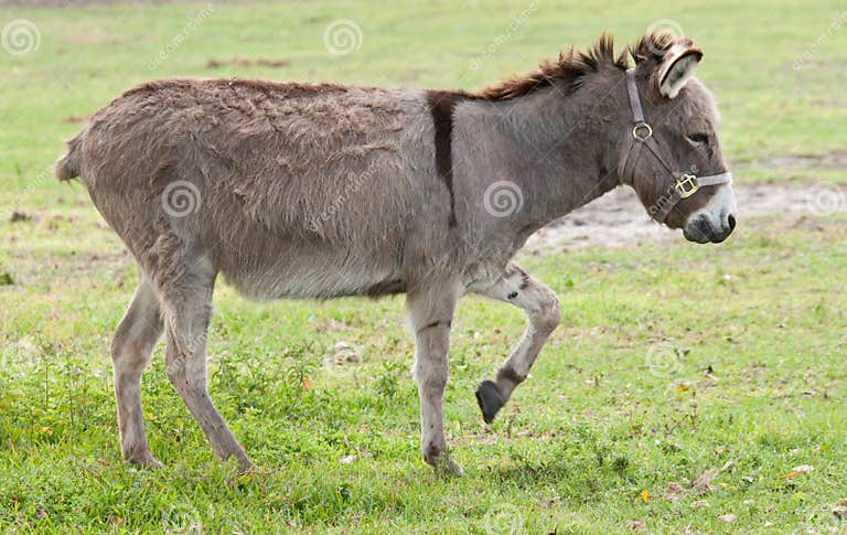 Donkey stock photo. Image of donkey, headstrong, animals - 12691114