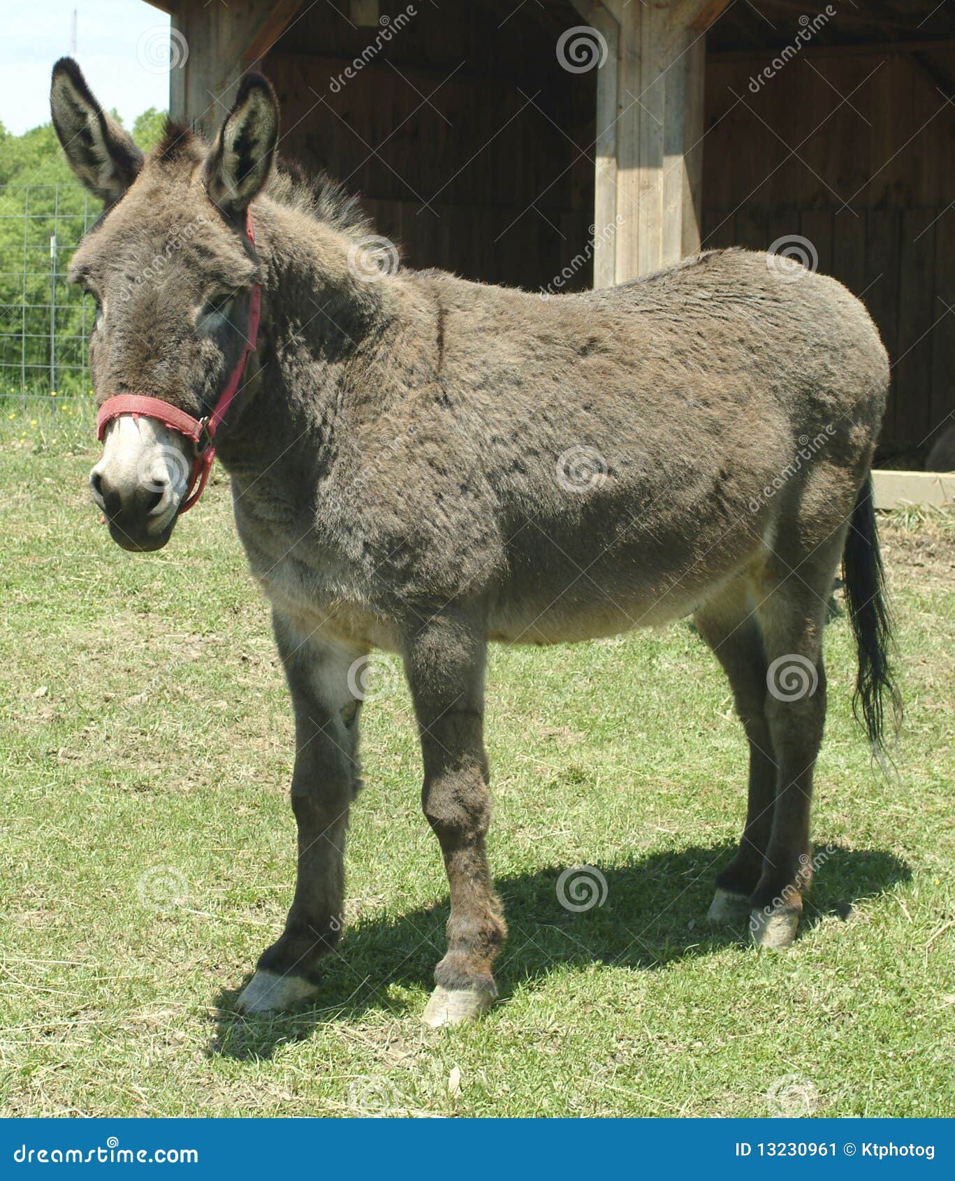 Donkey stock image. Image of donkey, harness, barn, farm - 13230961