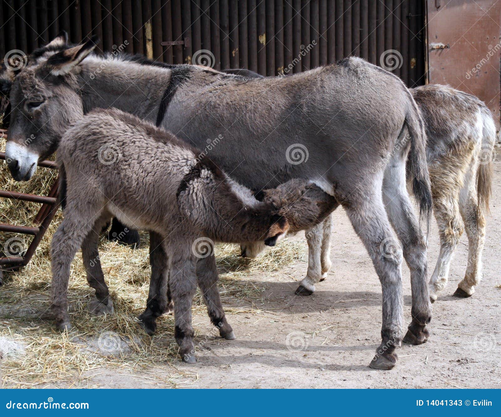 Donkey stock image. Image of udder, food, small, mammal - 14041343