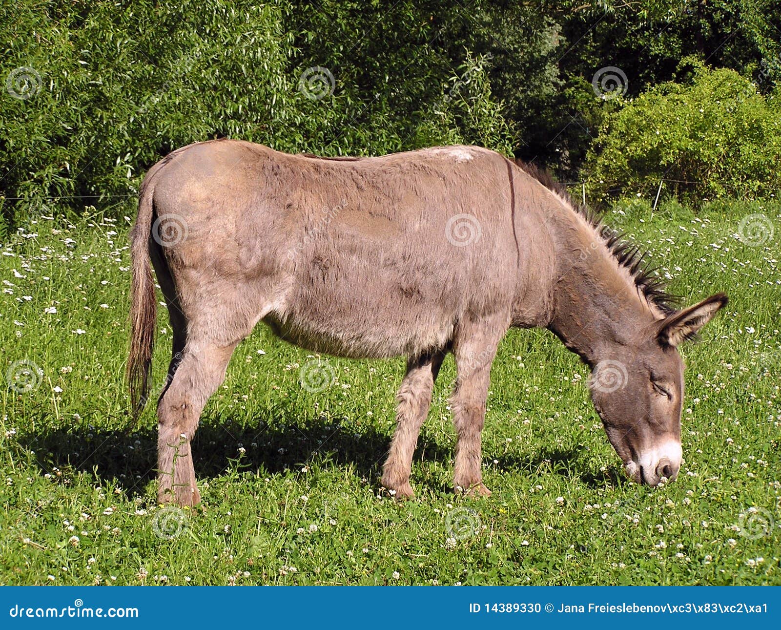 Donkey stock photo. Image of farming, donkey, strong - 14389330