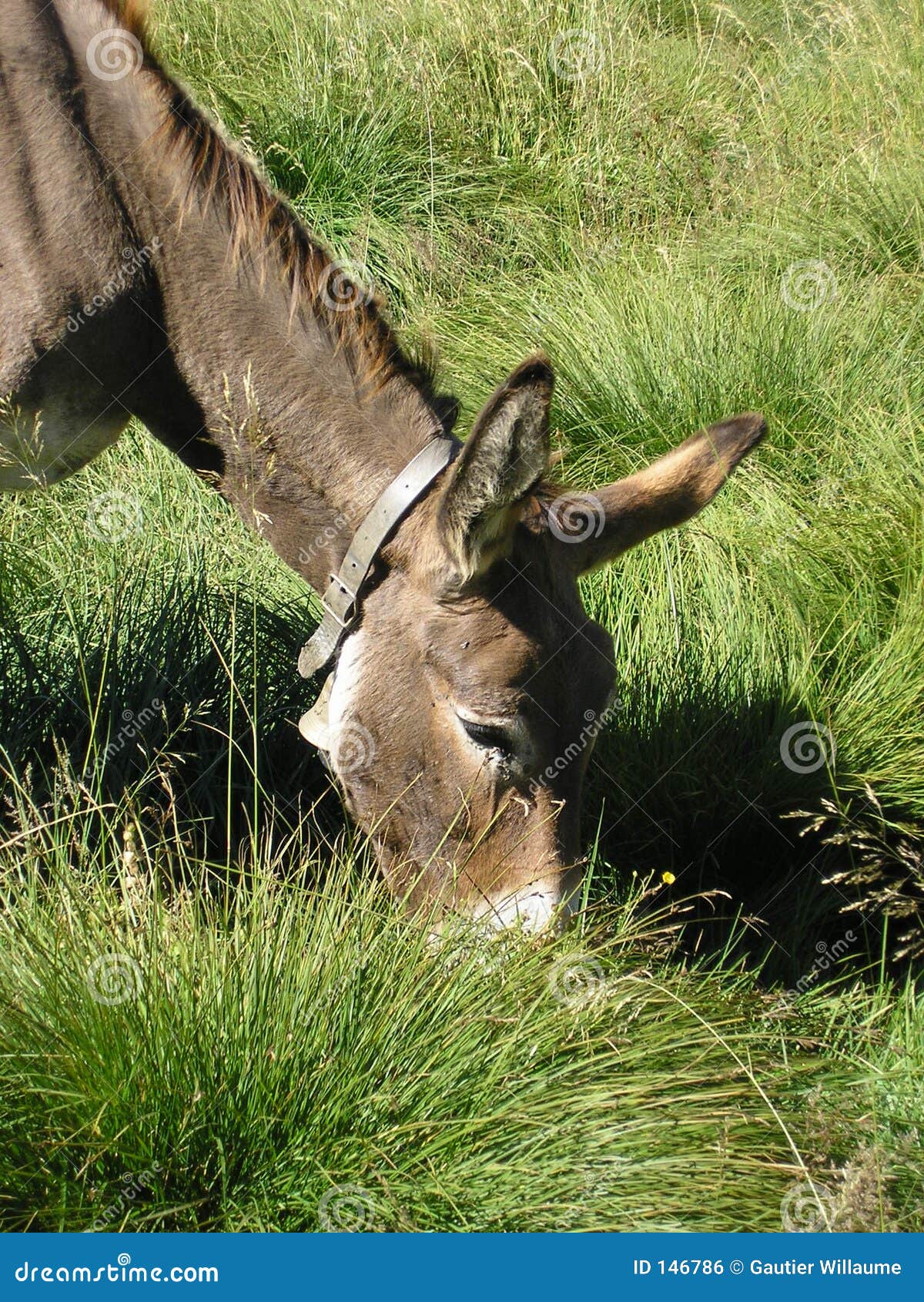 Donkey Picture. Image: 146786