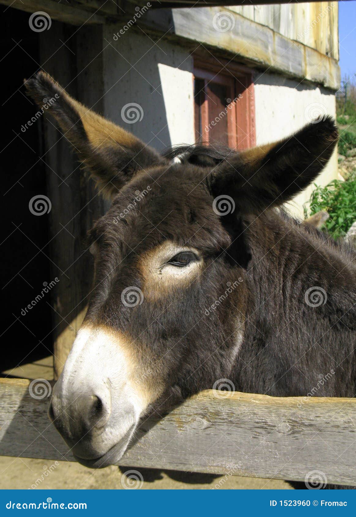 Donkey stock photo. Image of animal, donkey, farm, burro - 1523960