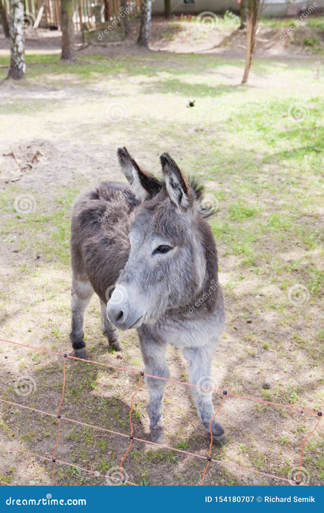 Donkey stock image. Image of livestock, animals, country - 154180707