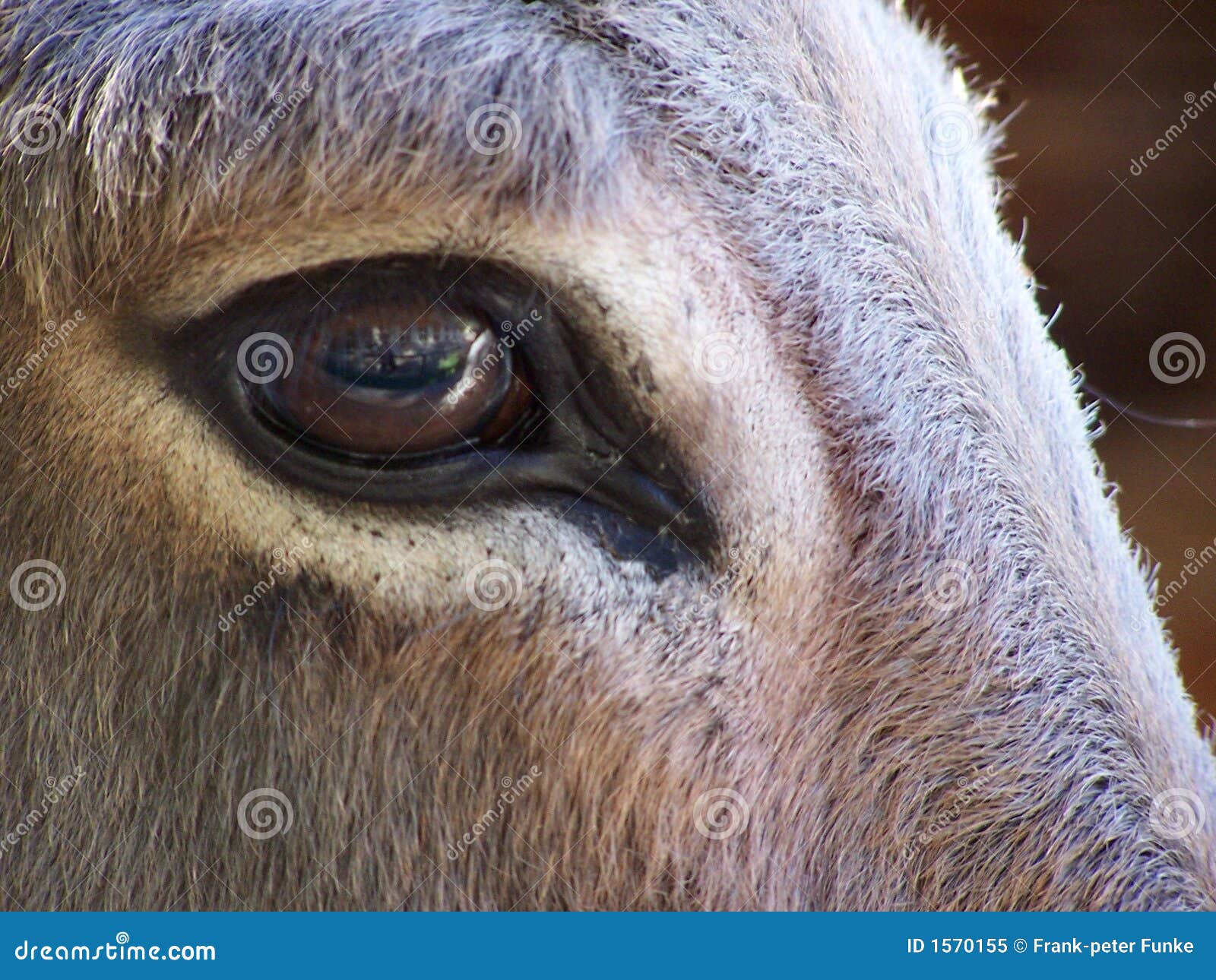 DONKEY stock image. Image of loads, donkey, iris, animal - 1570155