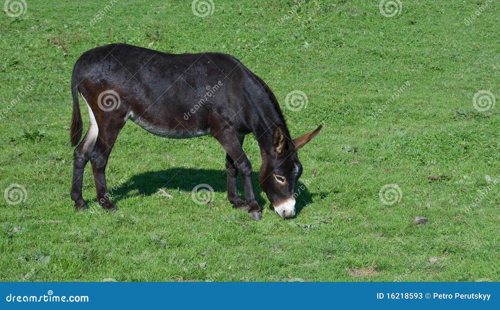 Donkey stock image. Image of animals, farm, mammal, domestic - 16218593