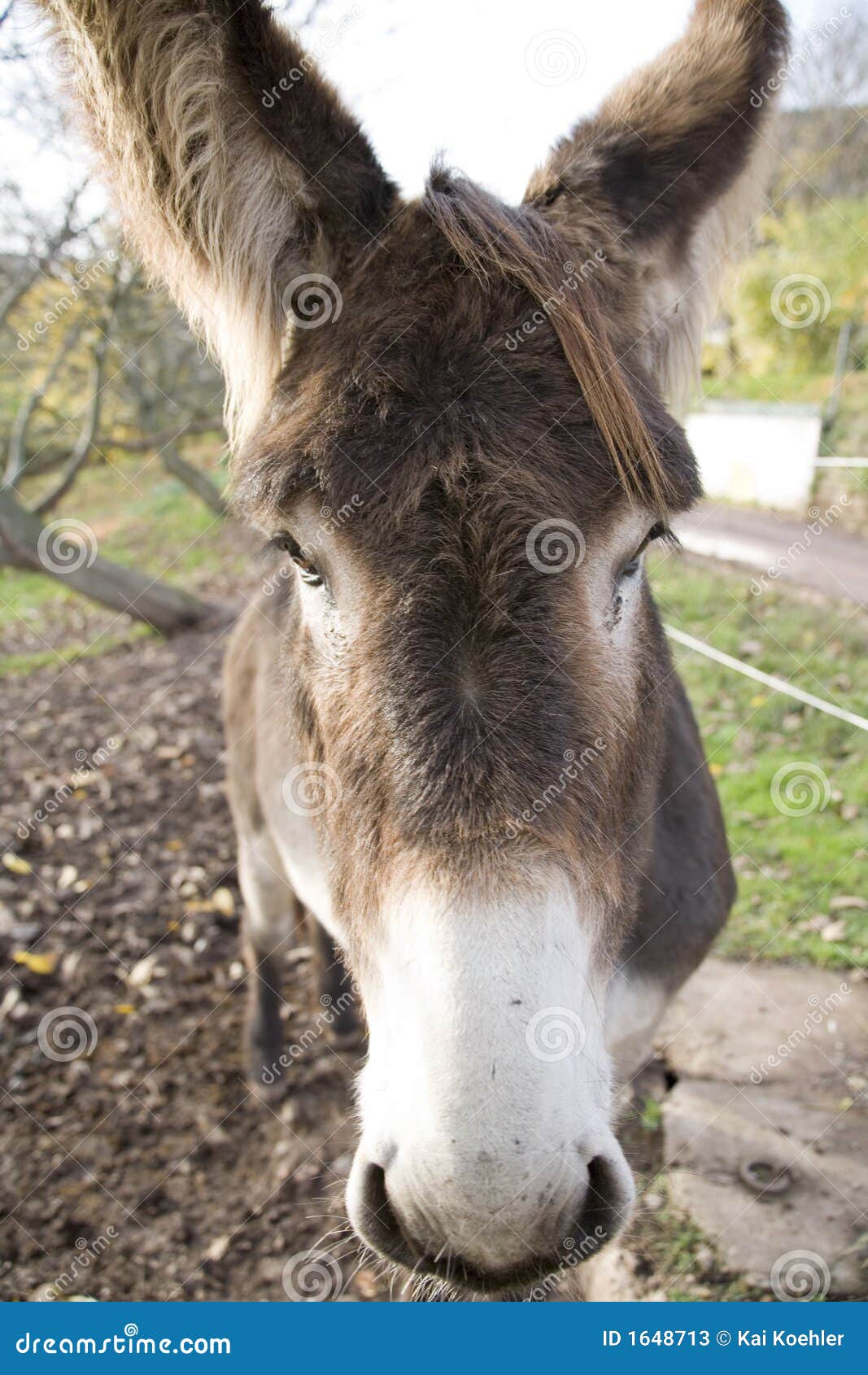 Donkey stock image. Image of animal, outdoor, nose, eyes - 1648713