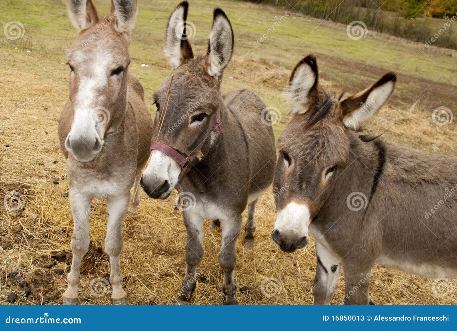 Donkey stock image. Image of mammal, animal, rural, herbivorous - 16850013