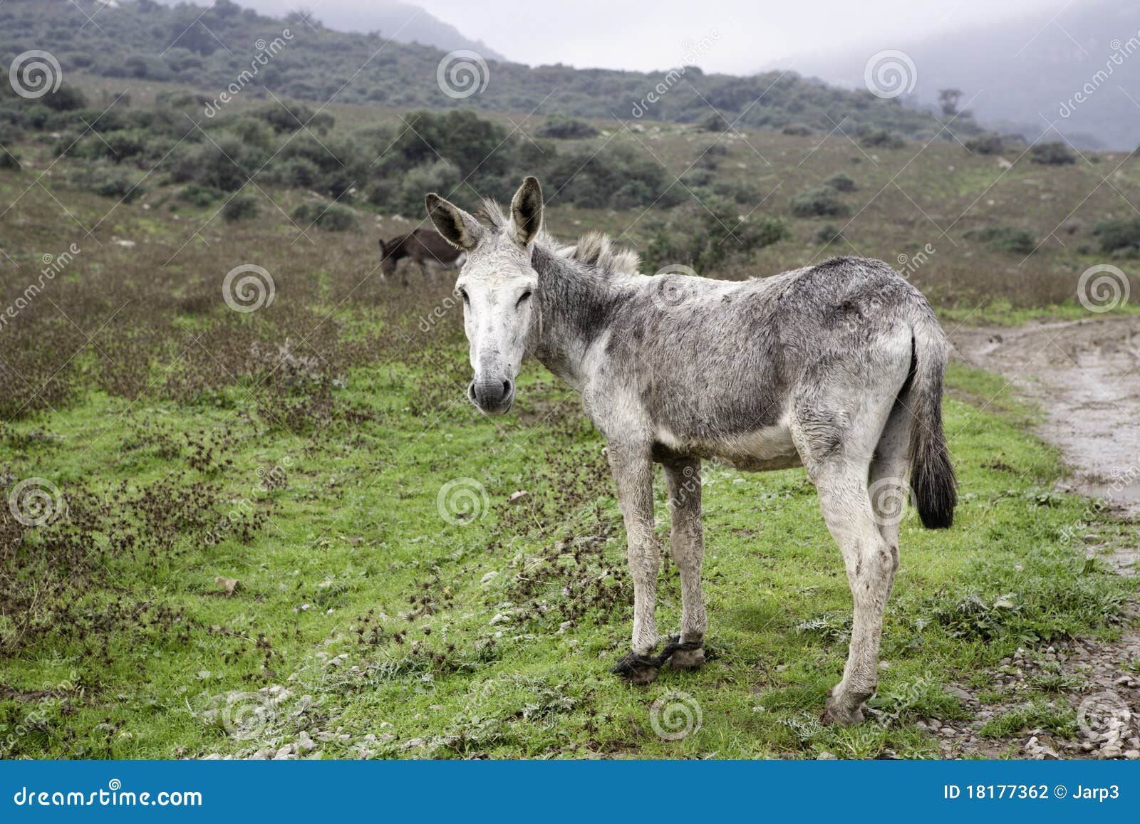 Donkey stock photo. Image of nature, mammals, mammal - 18177362